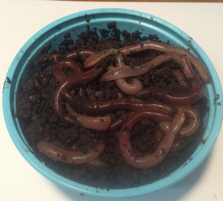 Nightcrawlers - Dick Smith's Live Bait & Tackle