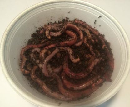 Redworms - Dick Smith's Live Bait & Tackle