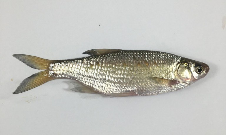 Golden Shiners - Dick Smith's Live Bait & Tackle