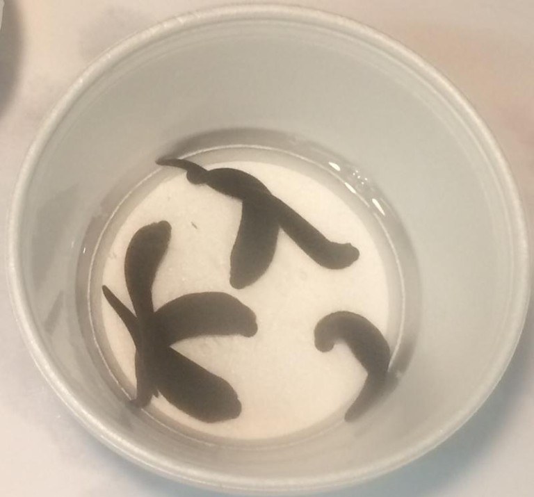 Leeches - Dick Smith's Live Bait & Tackle