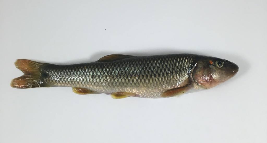 Red Tail Chubs - Dick Smith's Live Bait & Tackle